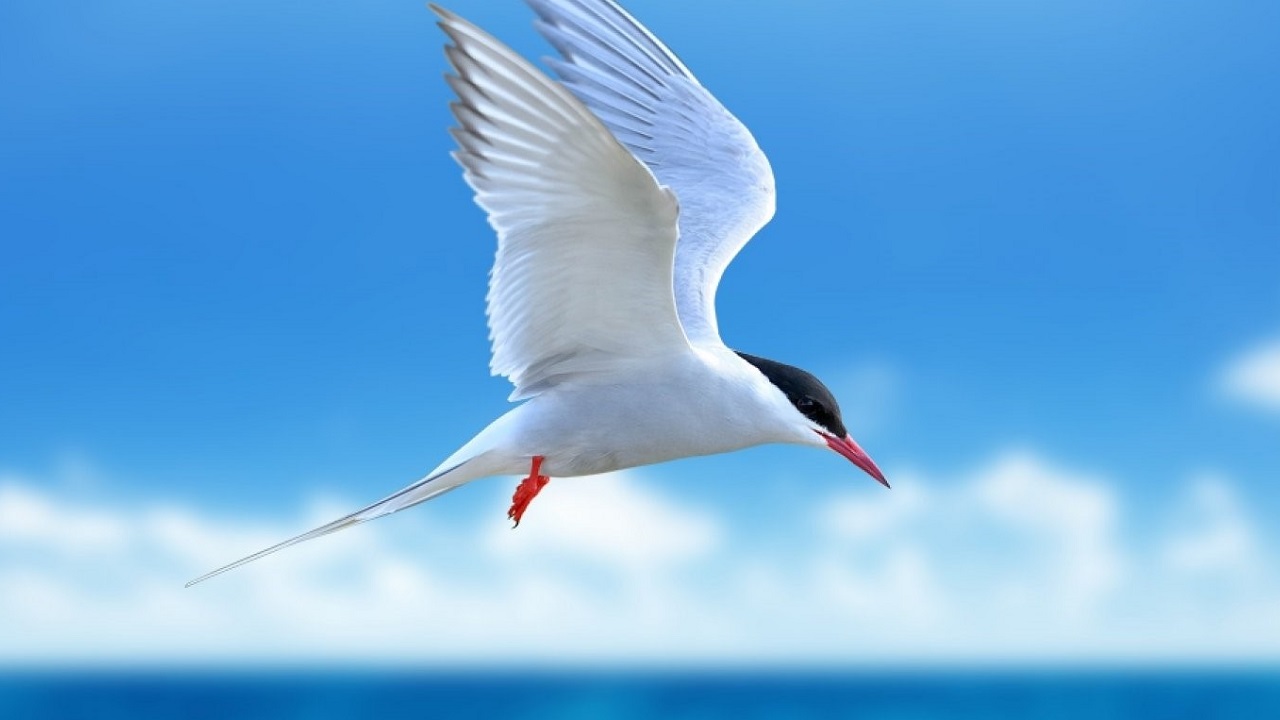 Project Detail_Birdlife International Tokyo